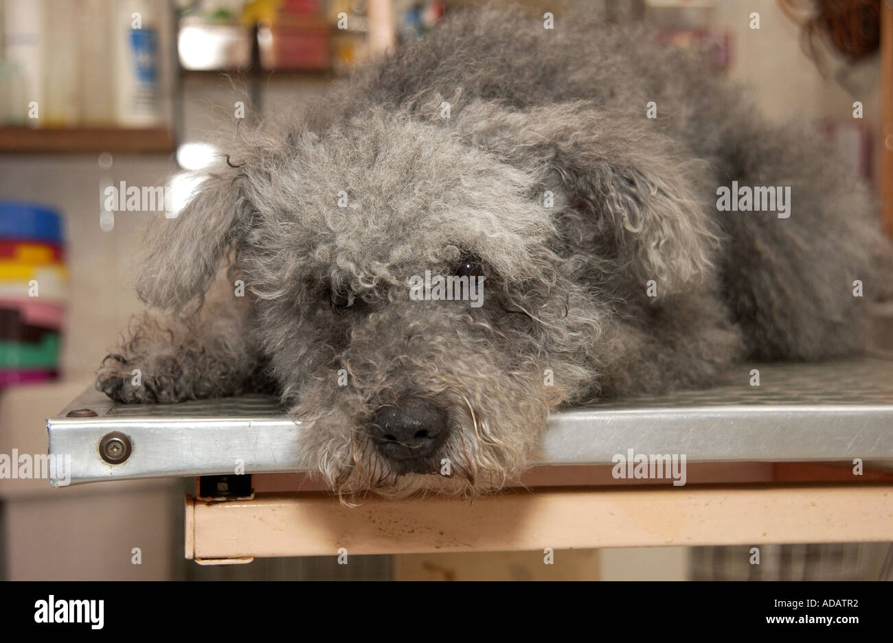 Hungarian Pumi sheepdog at the grooming parlour Stock Photo - Alamy