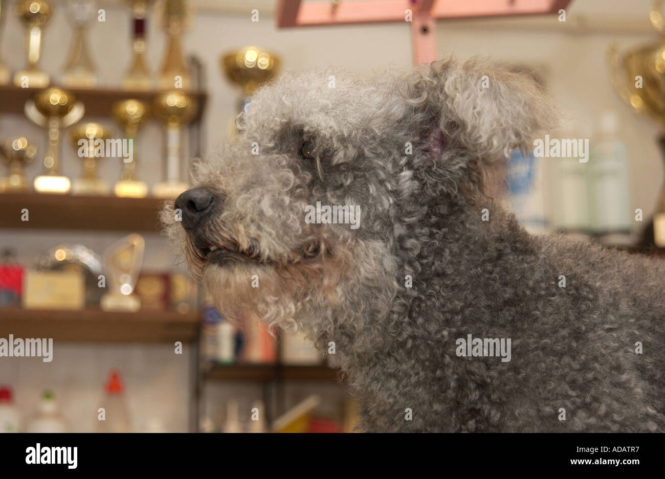 Dog parlour hi-res stock photography and images - Alamy