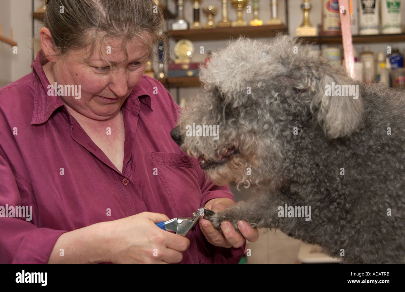 Hungarian pumi hi-res stock photography and images - Alamy