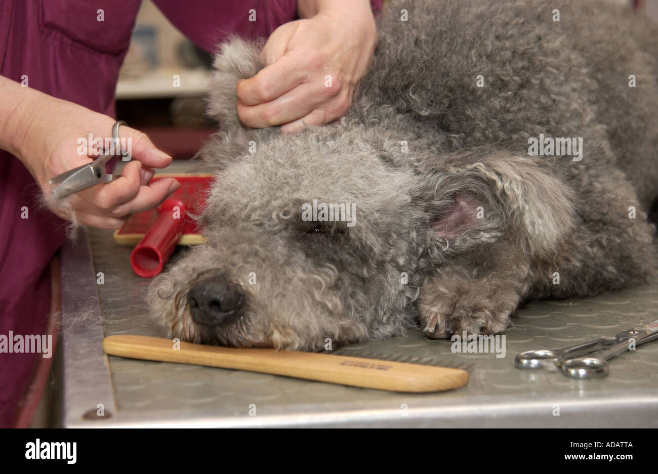 Hungarian Pumi sheepdog at the grooming parlour Stock Photo - Alamy