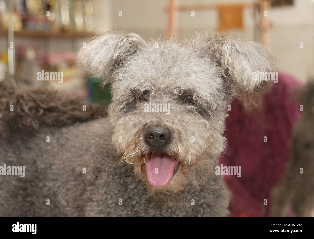 Hungarian Pumi sheepdog at the grooming parlour Stock Photo - Alamy