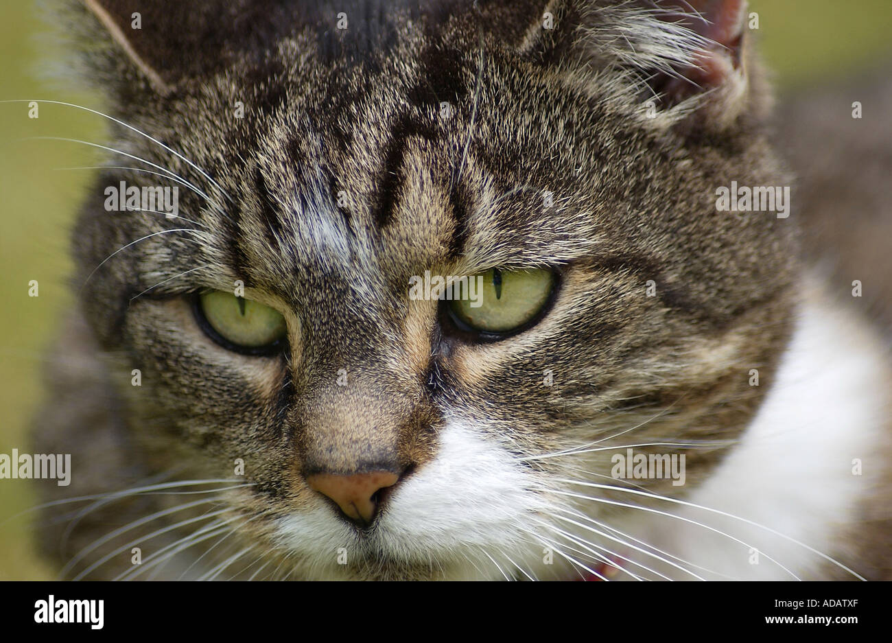 Funny animals tabby cat Stock Photo - Alamy