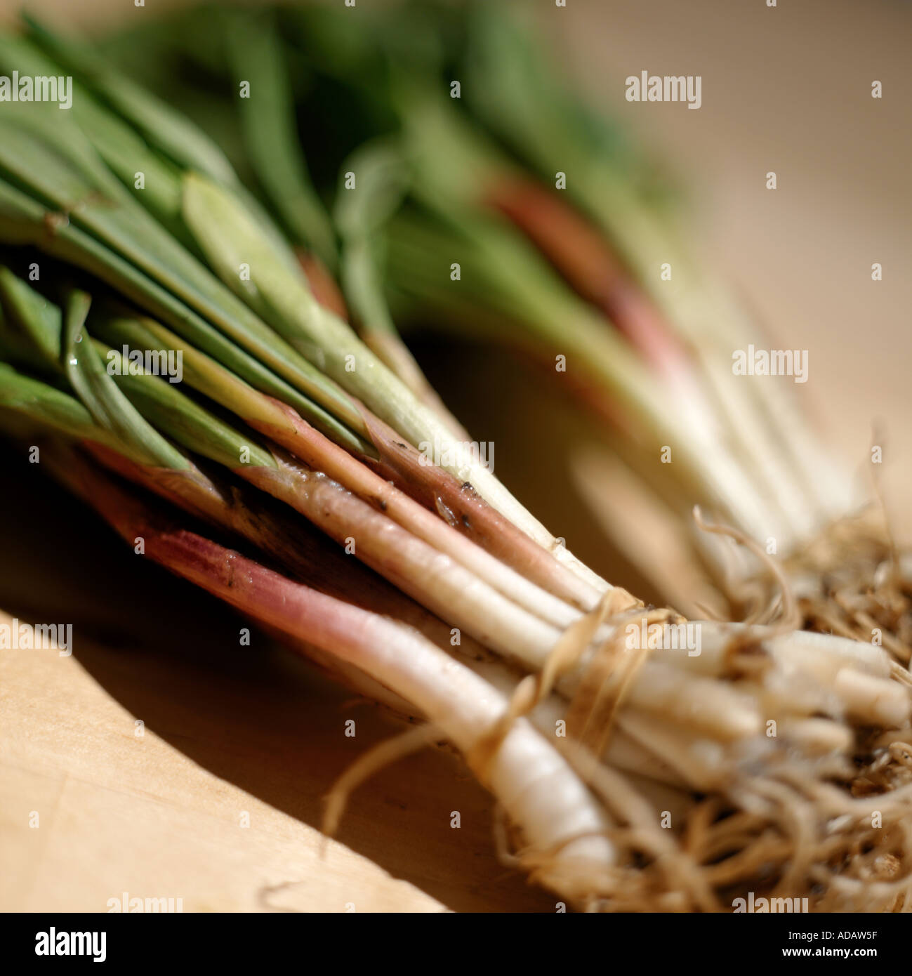 a bunch of wild leeks also known as ramps Stock Photo - Alamy