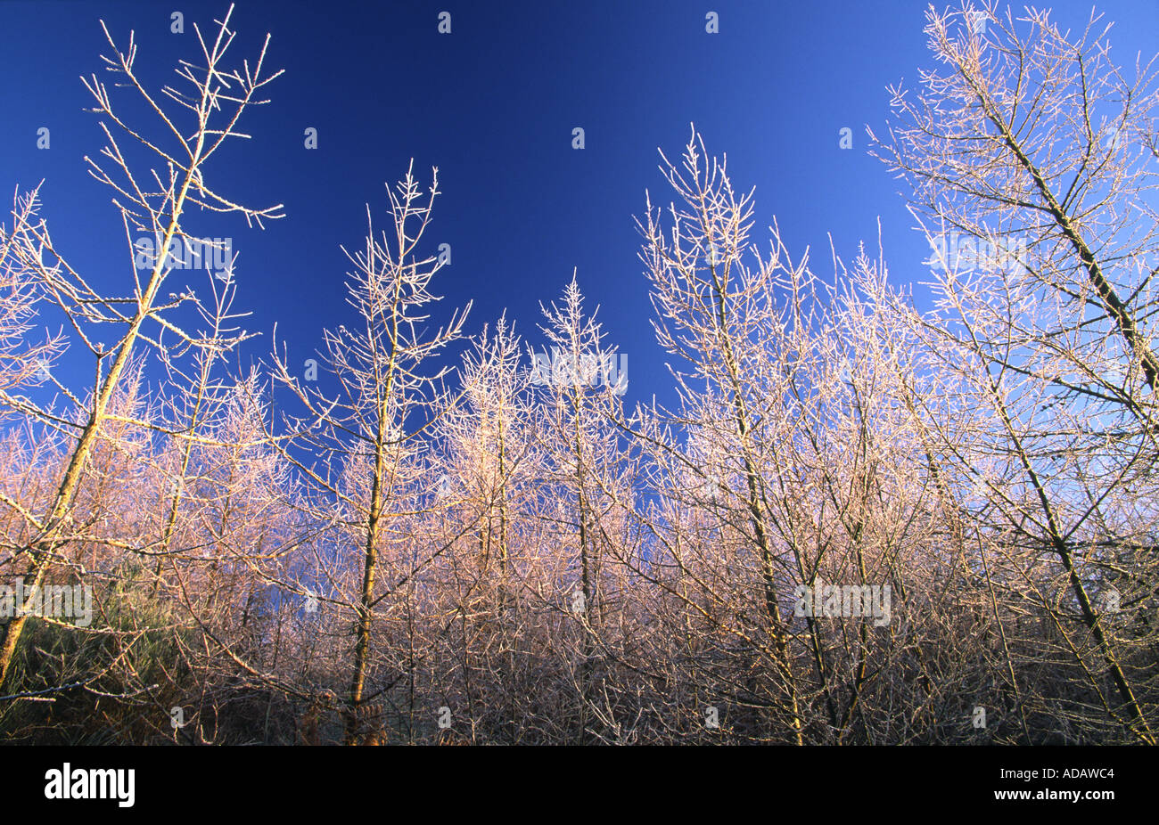 Frozen tops of trees Stock Photo - Alamy