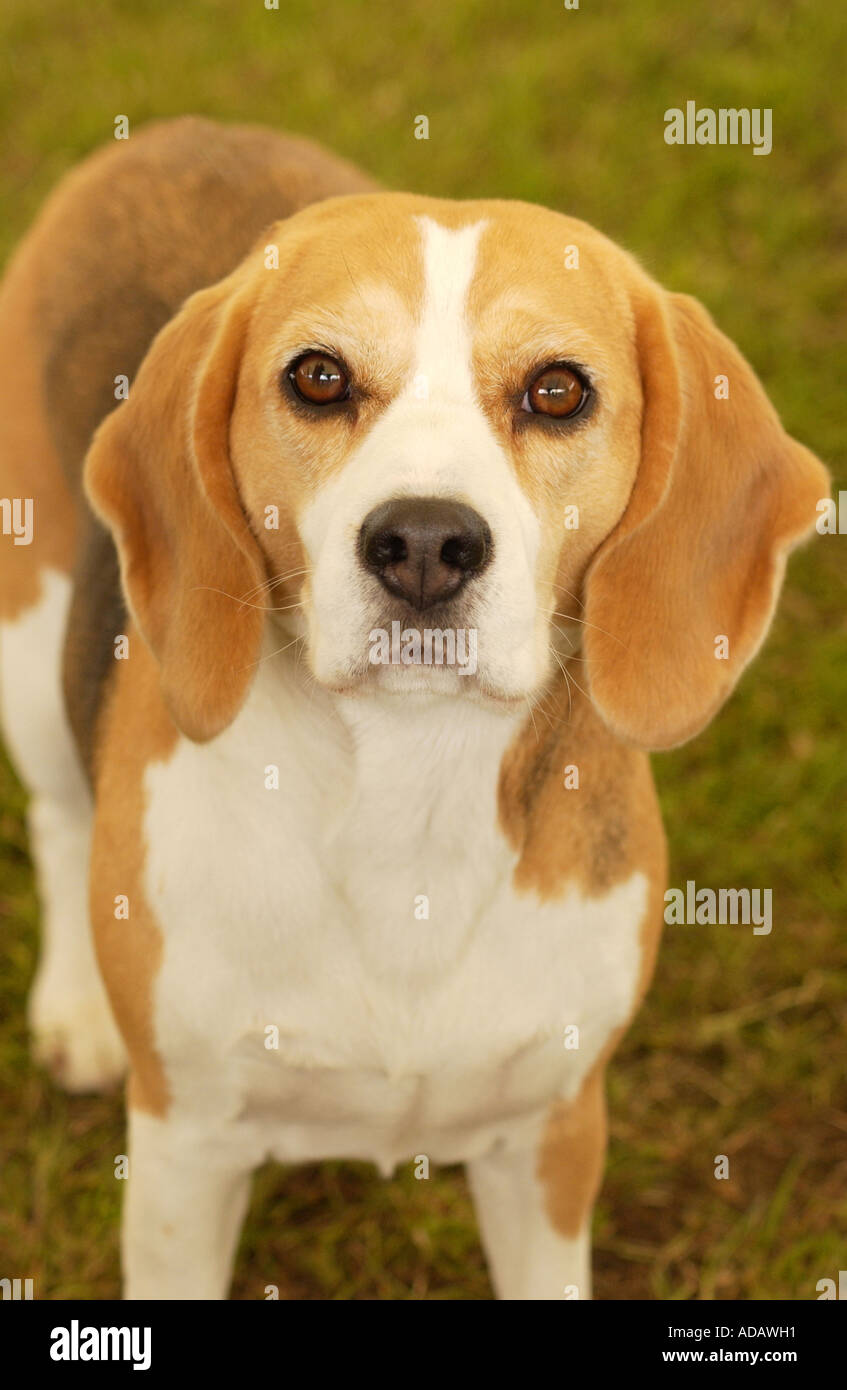 Beagle dog markings hi-res stock photography and images - Alamy