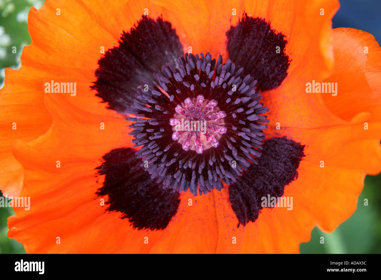 Common Poppy or Field Poppy Papaveraceae Poppy Family Stock Photo - Alamy