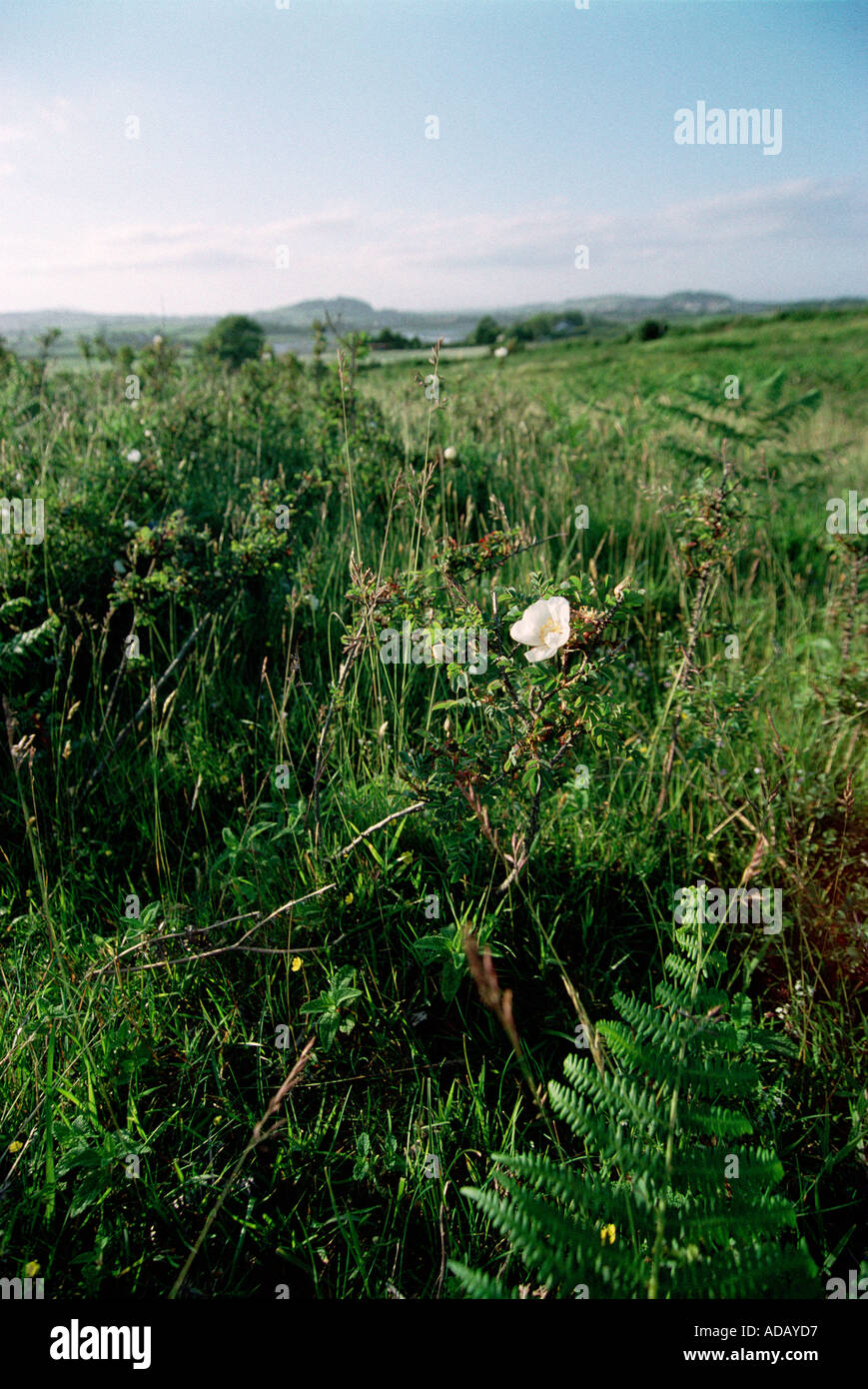 Murlough nature reserve county down hi-res stock photography and images ...