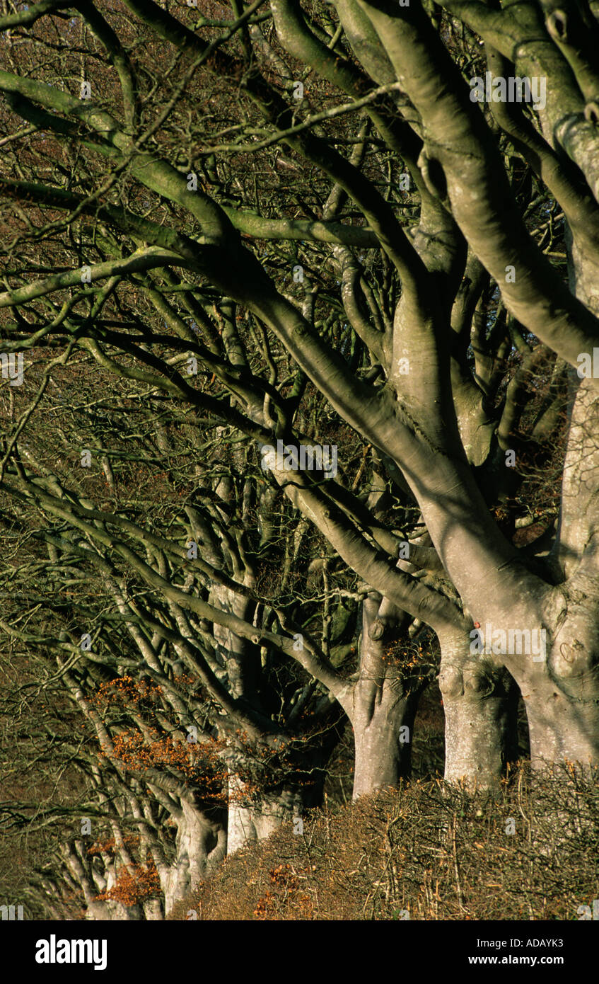 row / line of beech trees in winter north of wimbourne minster dorset ...