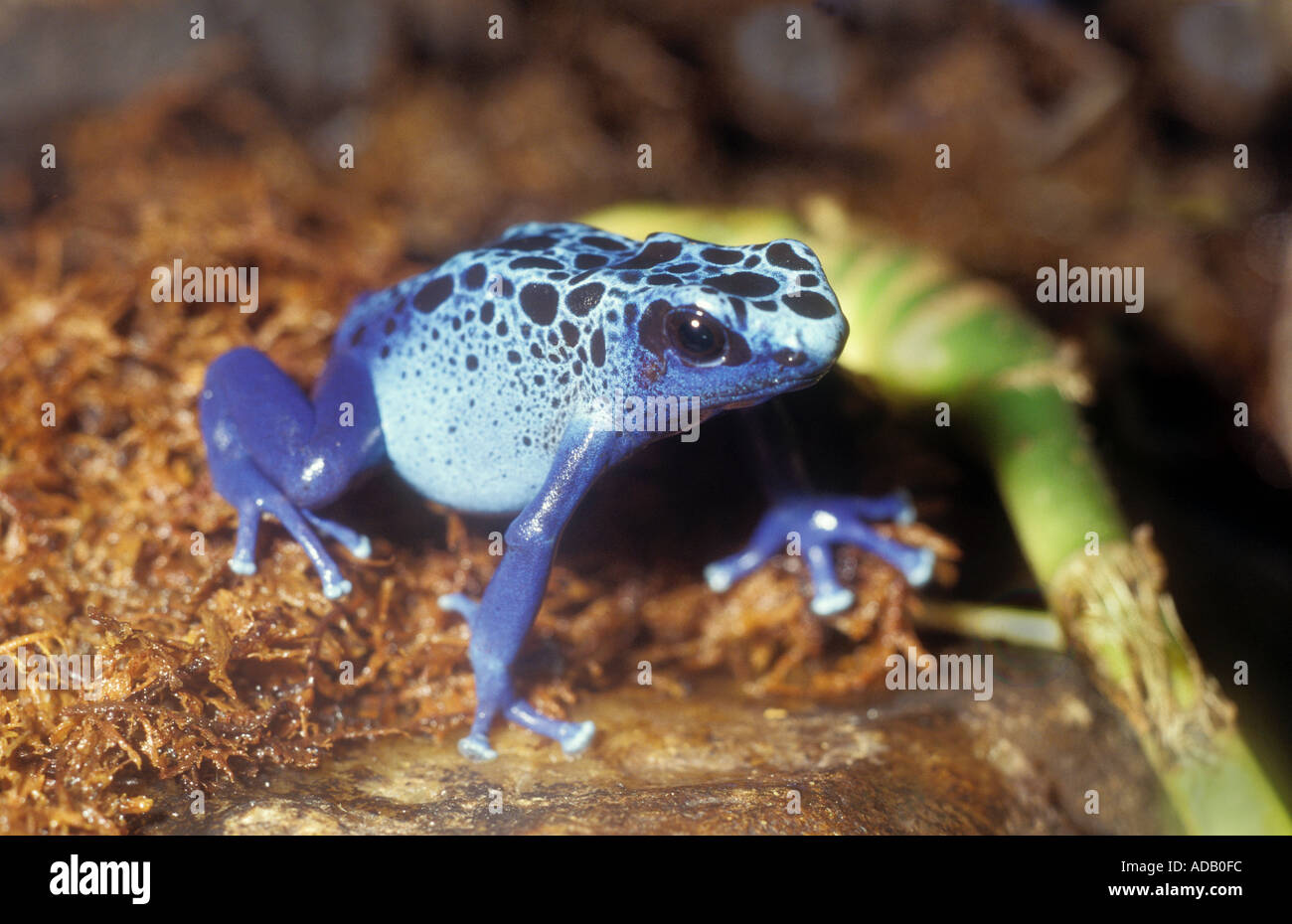 Poison Dart Frog Dendrobates azurens South America Native indians rub ...