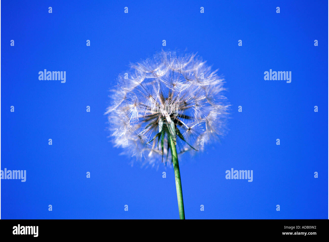 Dandelion Clock & Blue Sky Stock Photo - Alamy