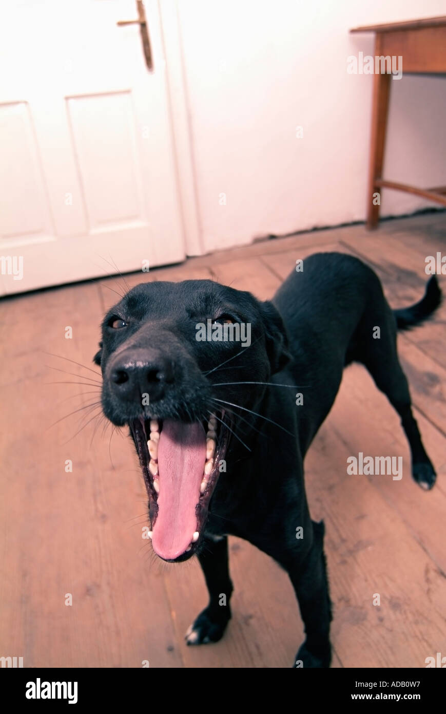 Black Labrador Cross Dog Yawning Stock Photo - Alamy Black Labrador Cross Dog Yawning Stock Photo - Alamy