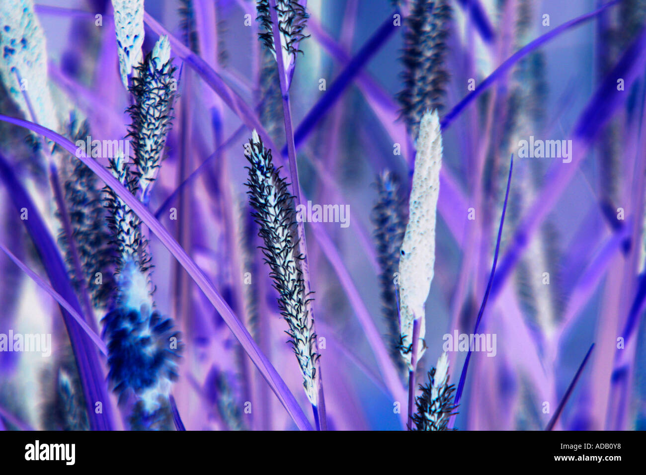 Freaky grass hi-res stock photography and images - Alamy
