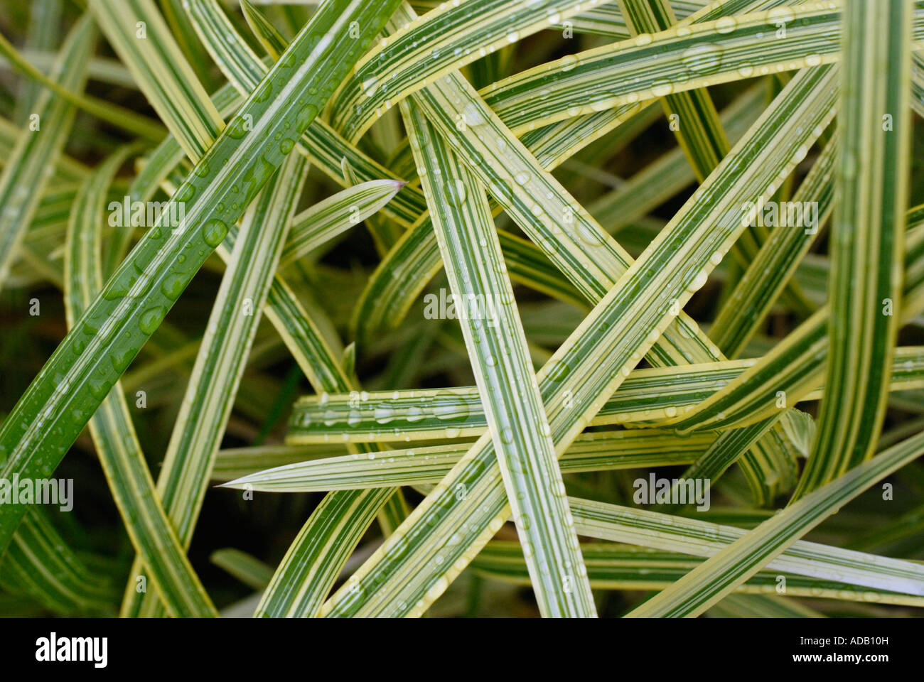 Variegated aquatic grass Stock Photo - Alamy