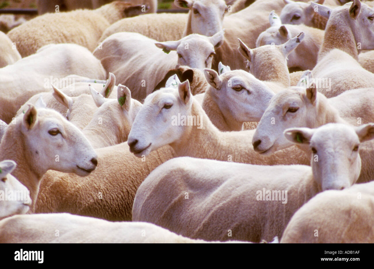 Sheep being sold at market Wales UK Stock Photo - Alamy