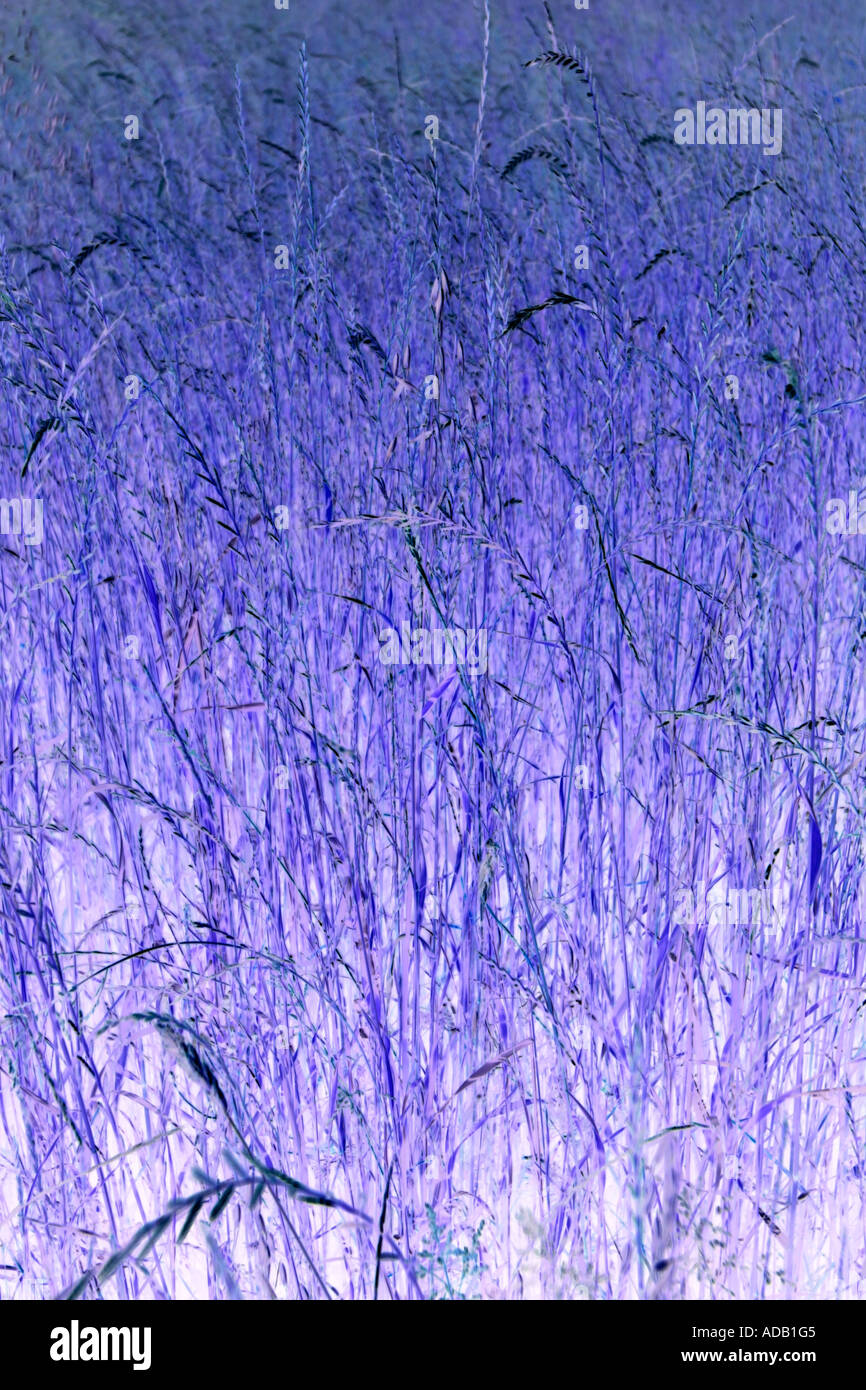 Freaky grass hi-res stock photography and images - Alamy