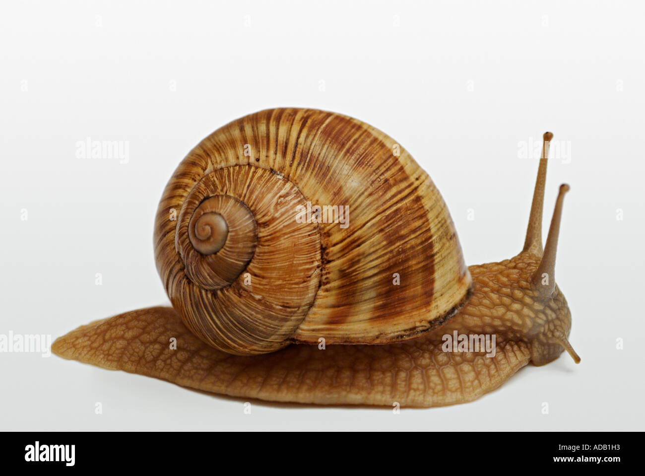 The snail hi-res stock photography and images - Alamy