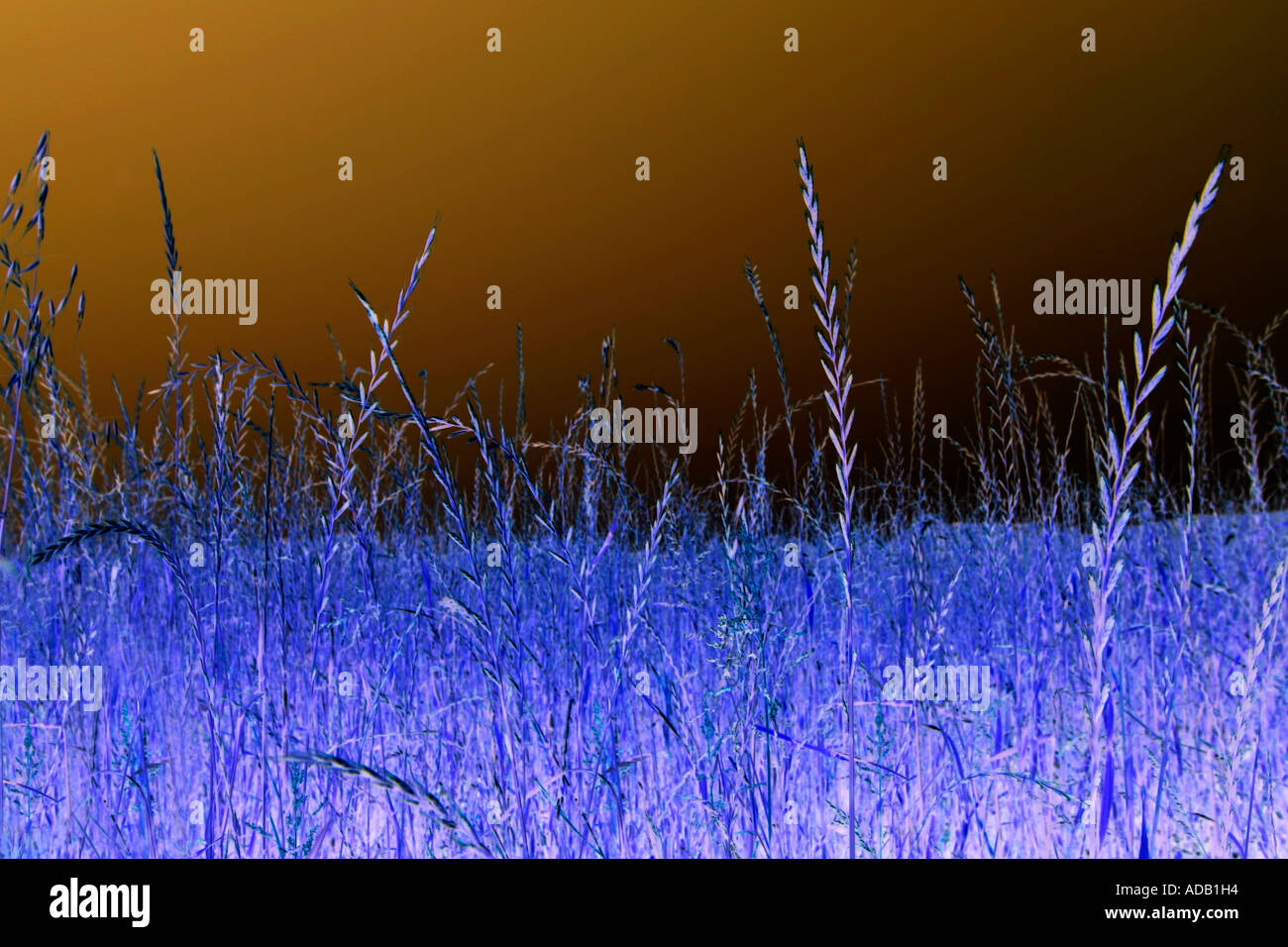 Freaky Grass High Resolution Stock Photography and Images - Alamy