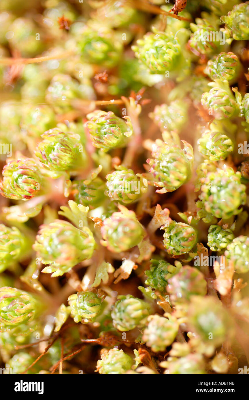 Alpine Flowering Plant Stock Photo - Alamy