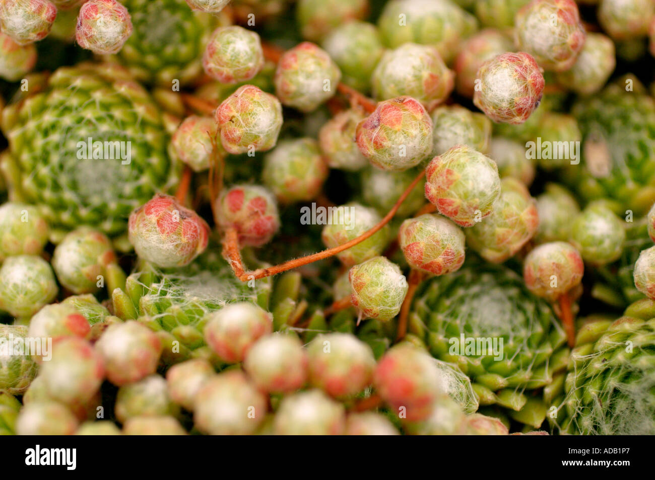 Plant Flower Buds Stock Photo - Alamy