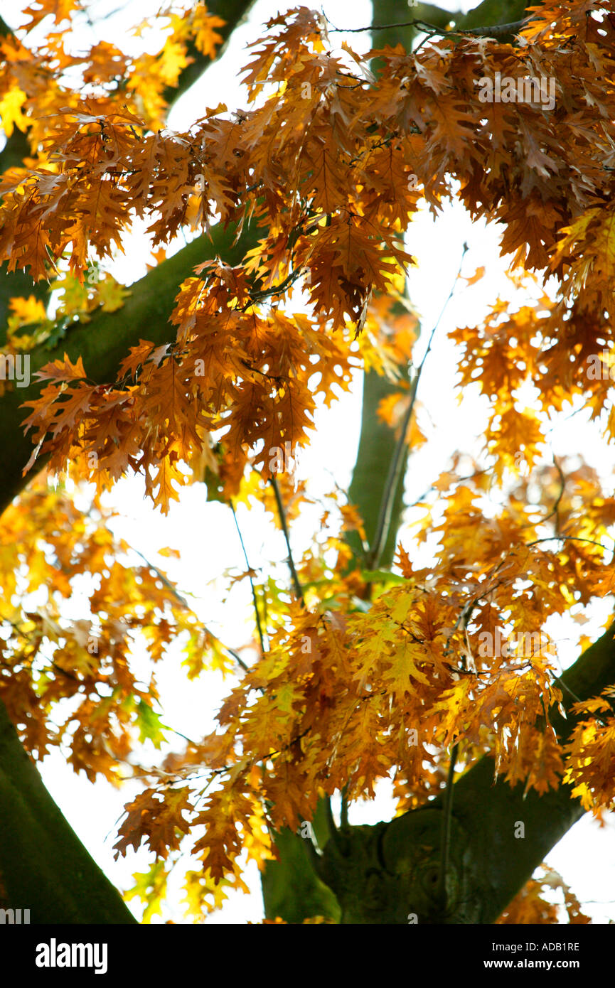 Russet oak leaves hi-res stock photography and images - Alamy