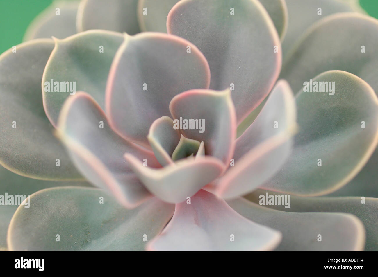 Rosette of Leaves Stock Photo - Alamy