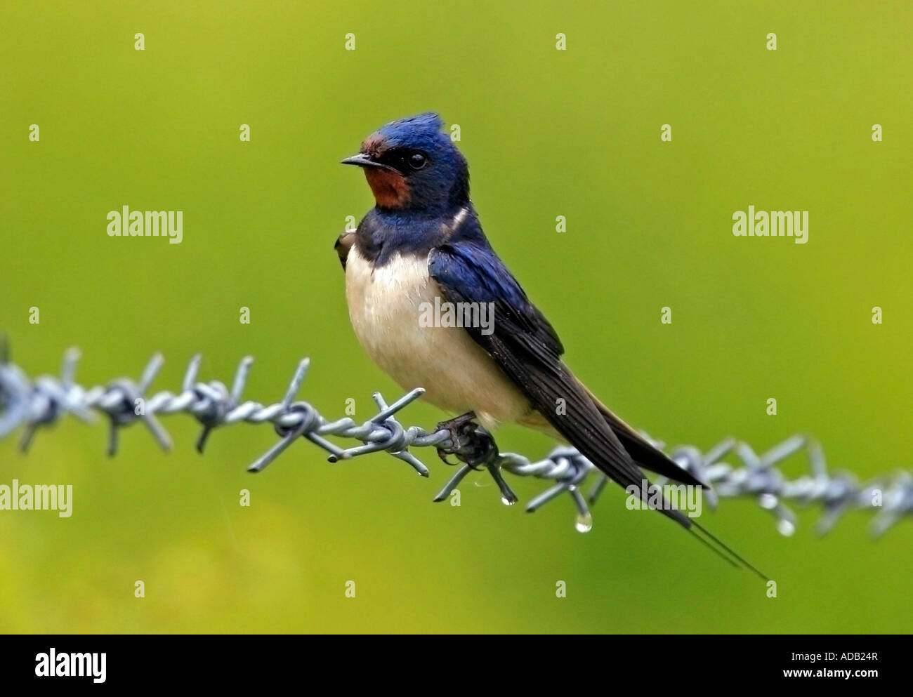 Bird on a wire Stock Photo - Alamy