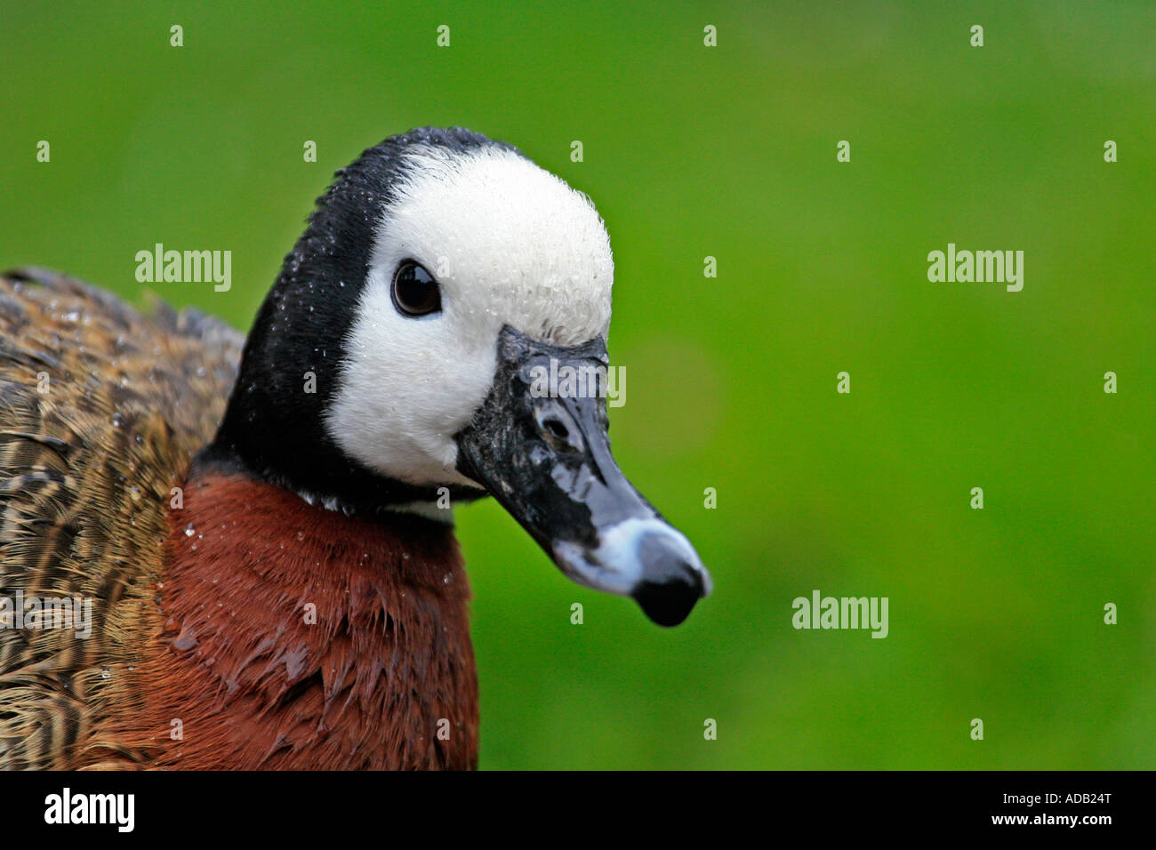 Quackers hi-res stock photography and images - Alamy