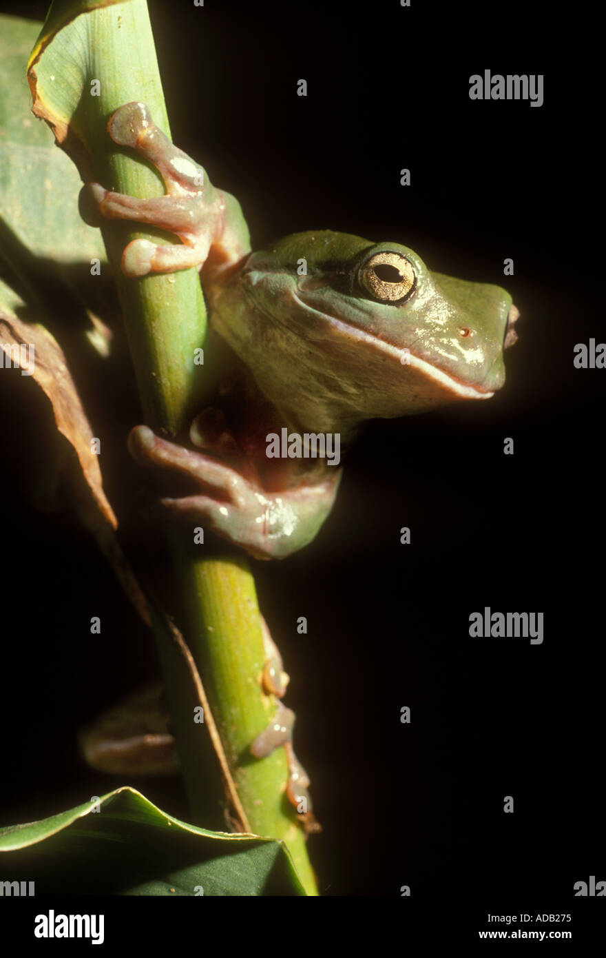 Green Tree Frog Litoria caerulea Cairns Australia Stock Photo - Alamy