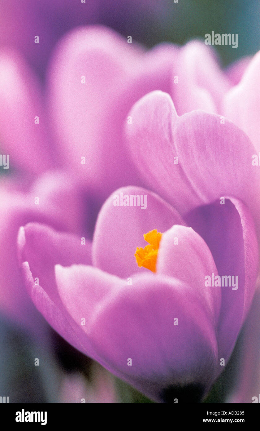 Purple flower of crocus crocus sp hi-res stock photography and images ...