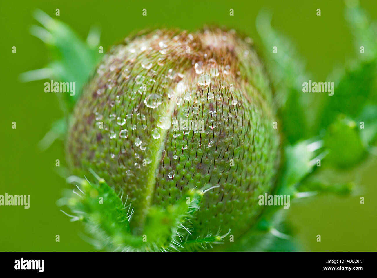 Popy seed hi-res stock photography and images - Alamy