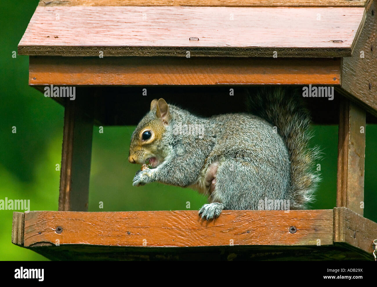 Grey Squirrel on Bird Table Stock Photo - Alamy