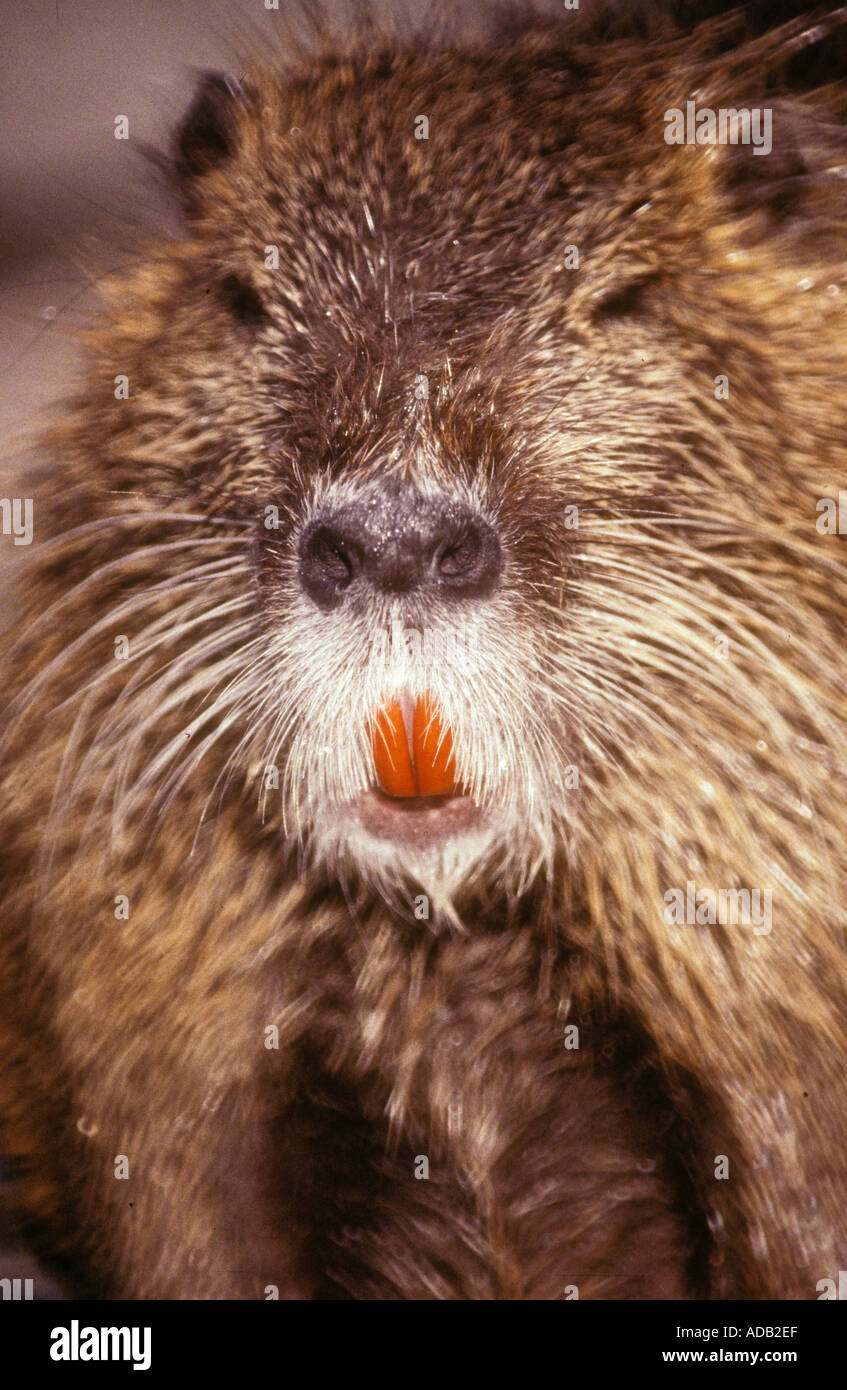 Coypu norfolk hi-res stock photography and images - Alamy