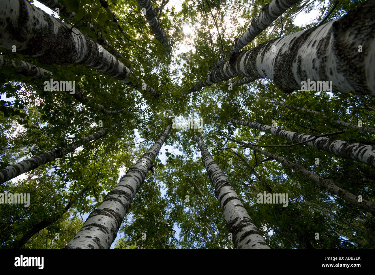 Looking Up To Sky Trough Silver Birch Trees In Depth of Forest Stock ...