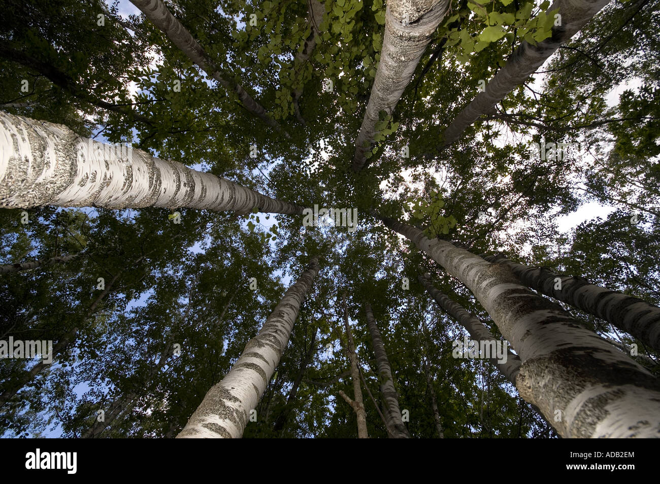 Looking Up To Sky Trough Silver Birch Trees In Depth of Forest Stock ...