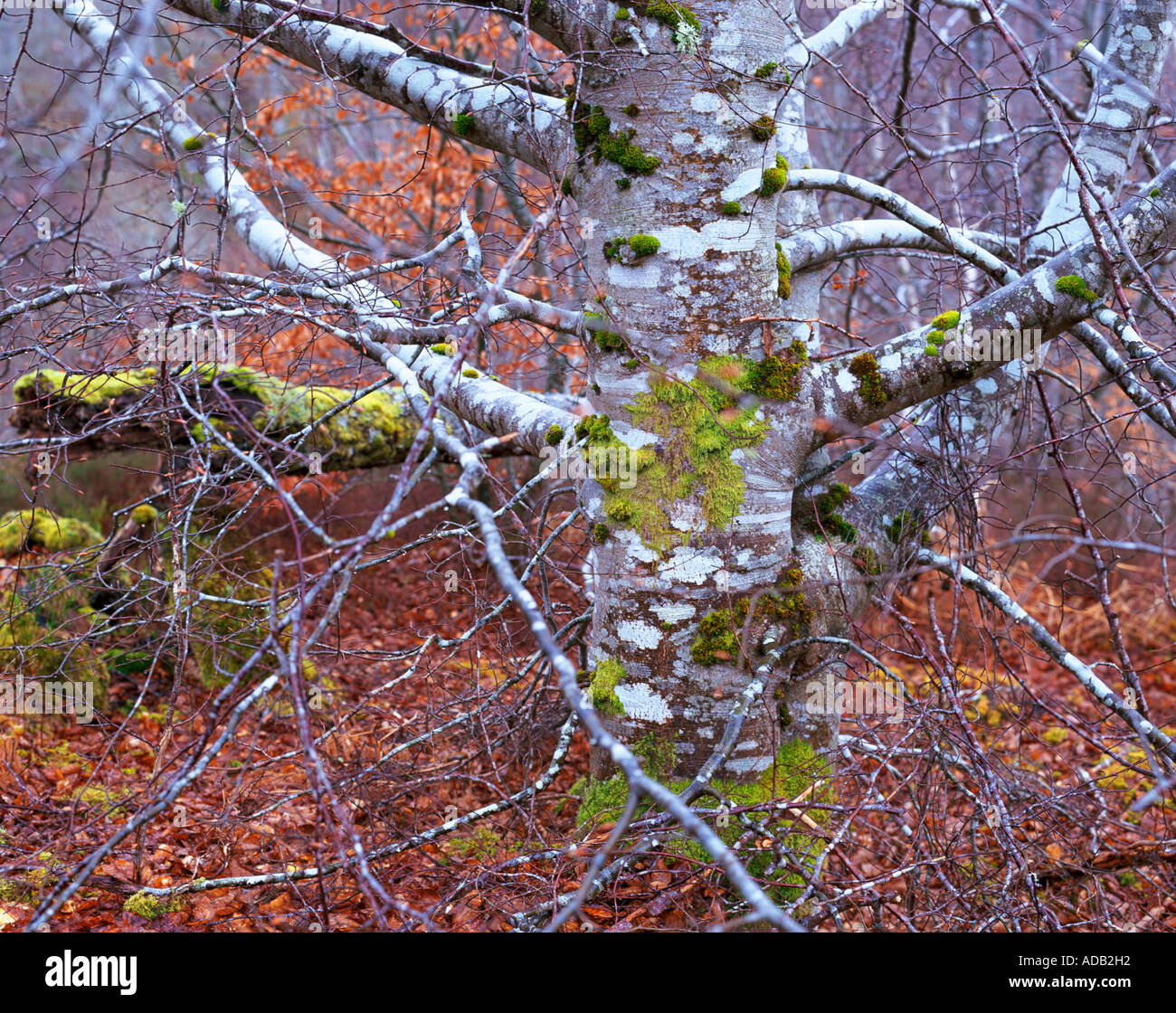 Silver Birch, Inverness, Scotland Stock Photo - Alamy