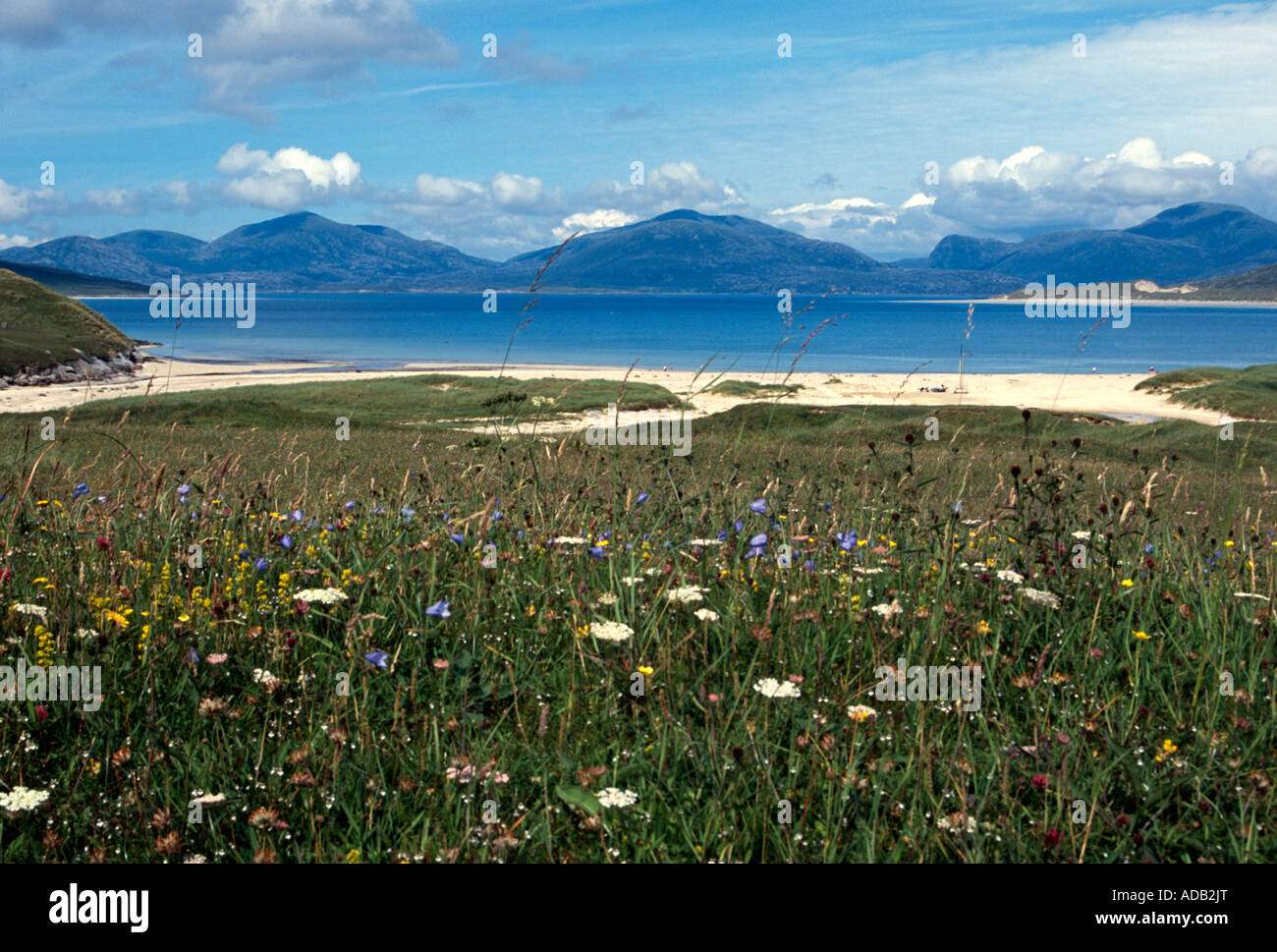 machir wild flowers summer isle of harris western isles scotland uk gb ...