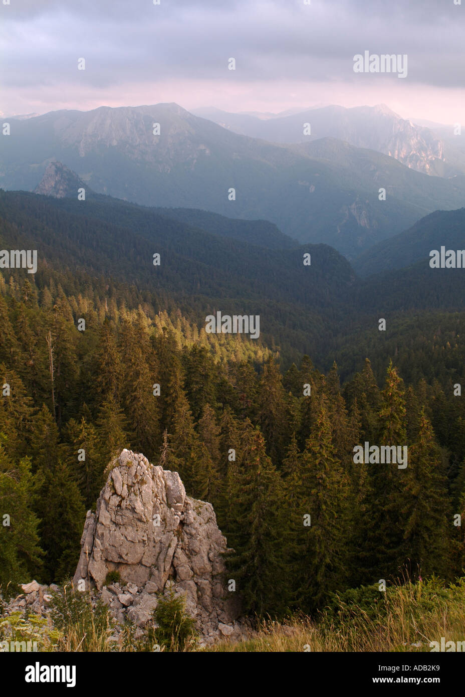Perucica Forest at Dawn the Last Primeval Dinaric Forest in Europe ...