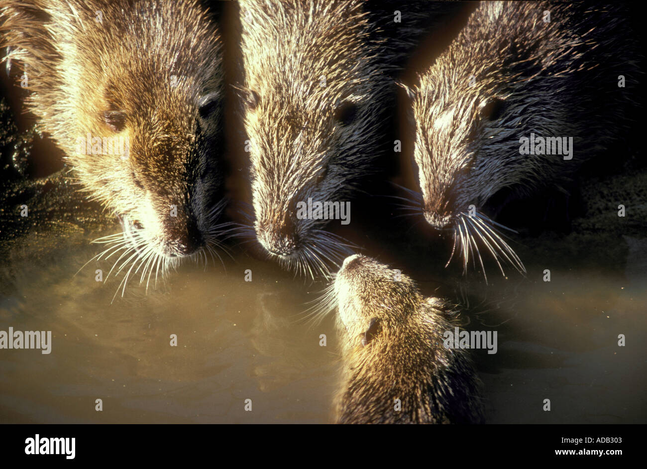 Coypu or Nutria Myocaster coypus UK Stock Photo - Alamy