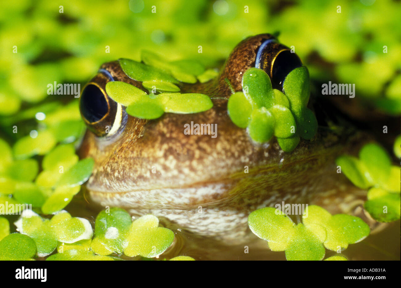 Common frog duckweed hi-res stock photography and images - Alamy