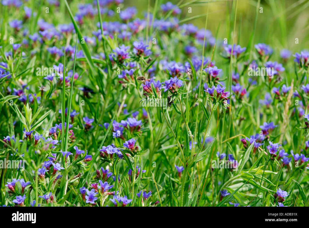 Purple Gromwell, Lithospermum purpuro-caeruleum, locally rare UK plant ...