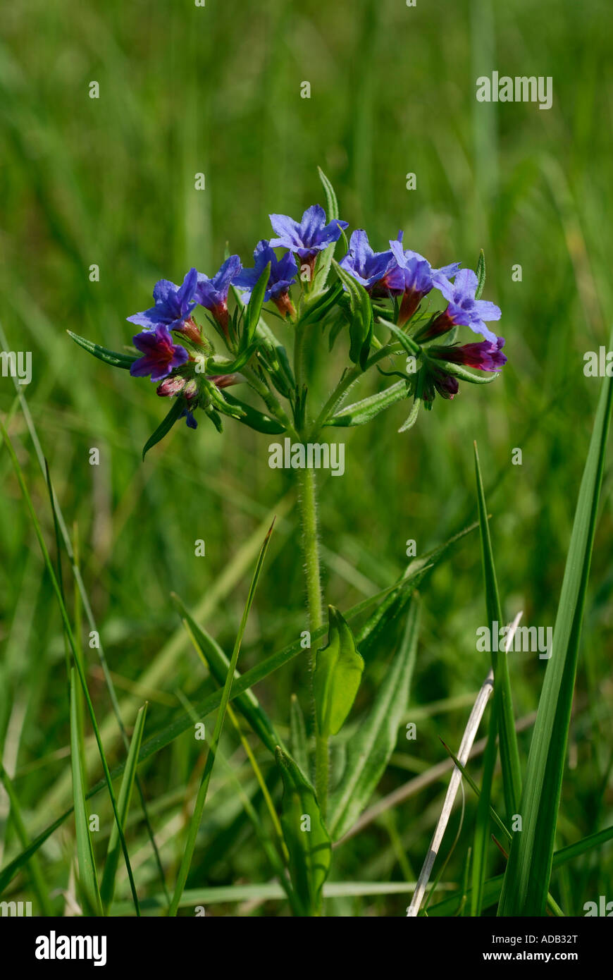 Purple Gromwell, Lithospermum purpuro-caeruleum, locally rare UK plant ...