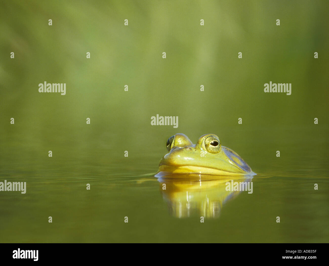 Bull frog water hi-res stock photography and images - Alamy