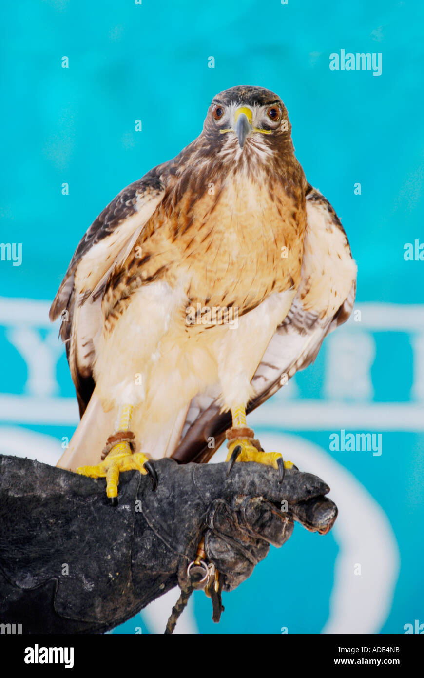 Red tailed hawk family hi-res stock photography and images - Alamy