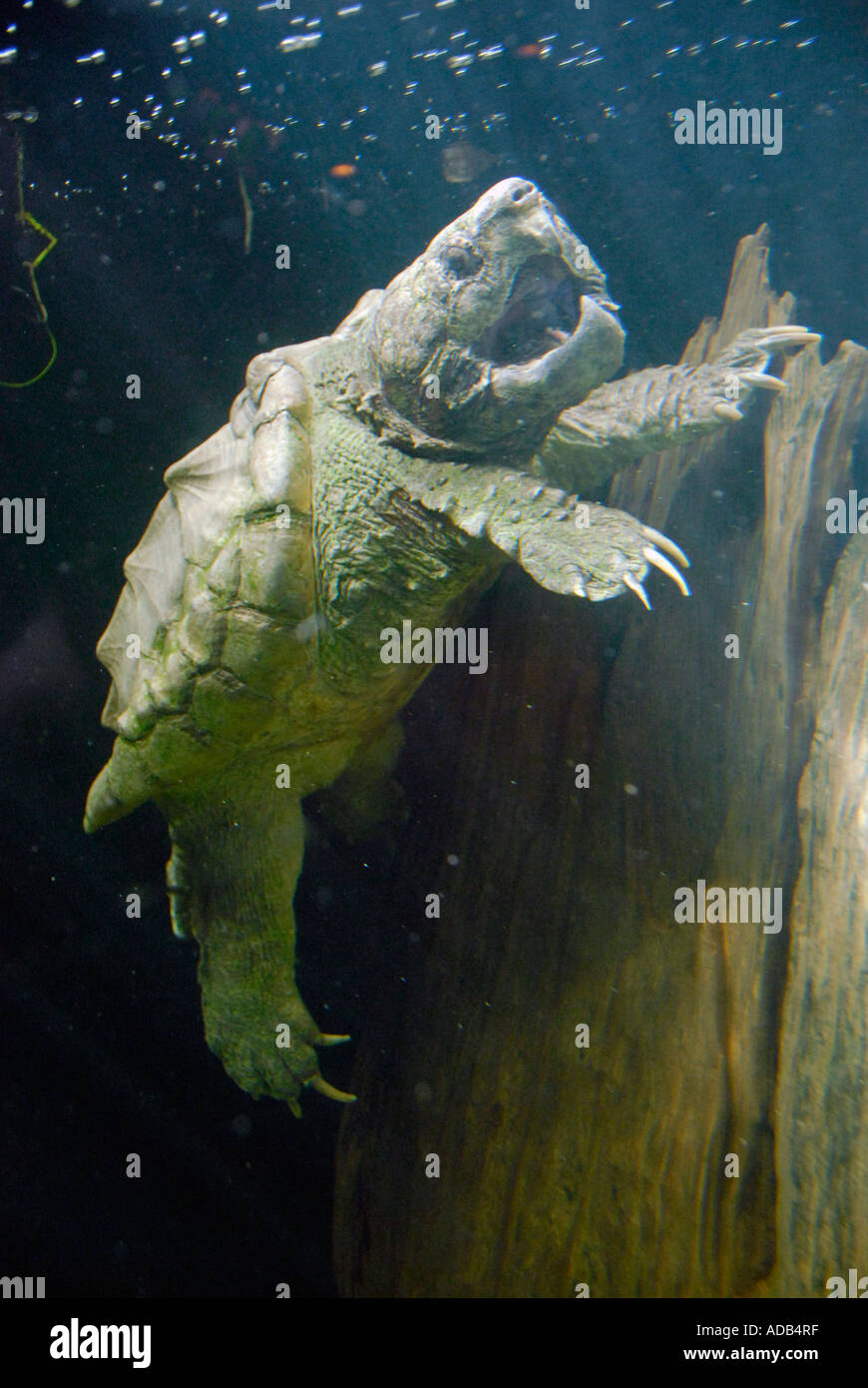Florida snapping turtle hi-res stock photography and images - Alamy