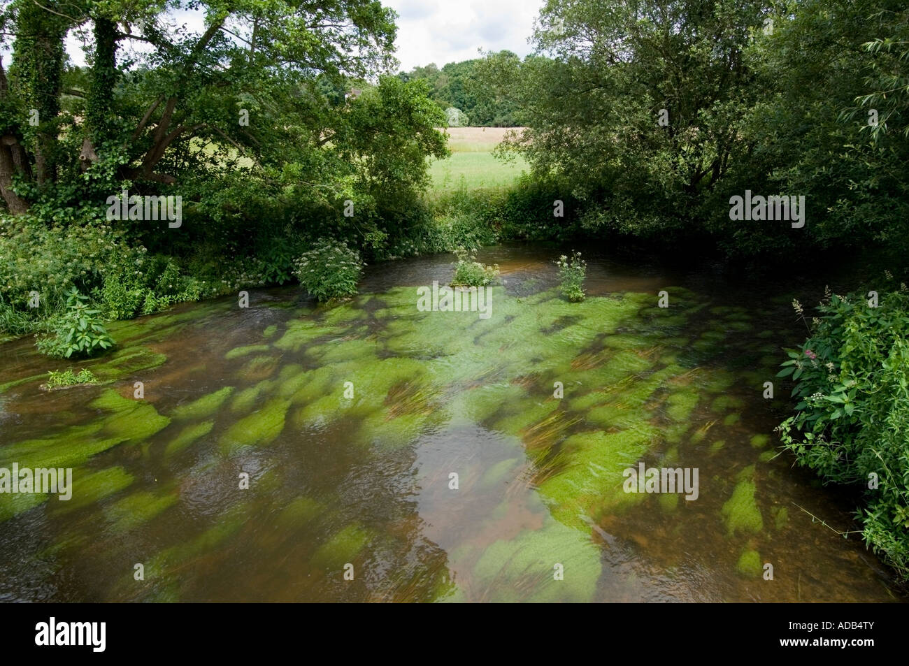 River Wey - Tilford - Surrey - UK Stock Photo - Alamy