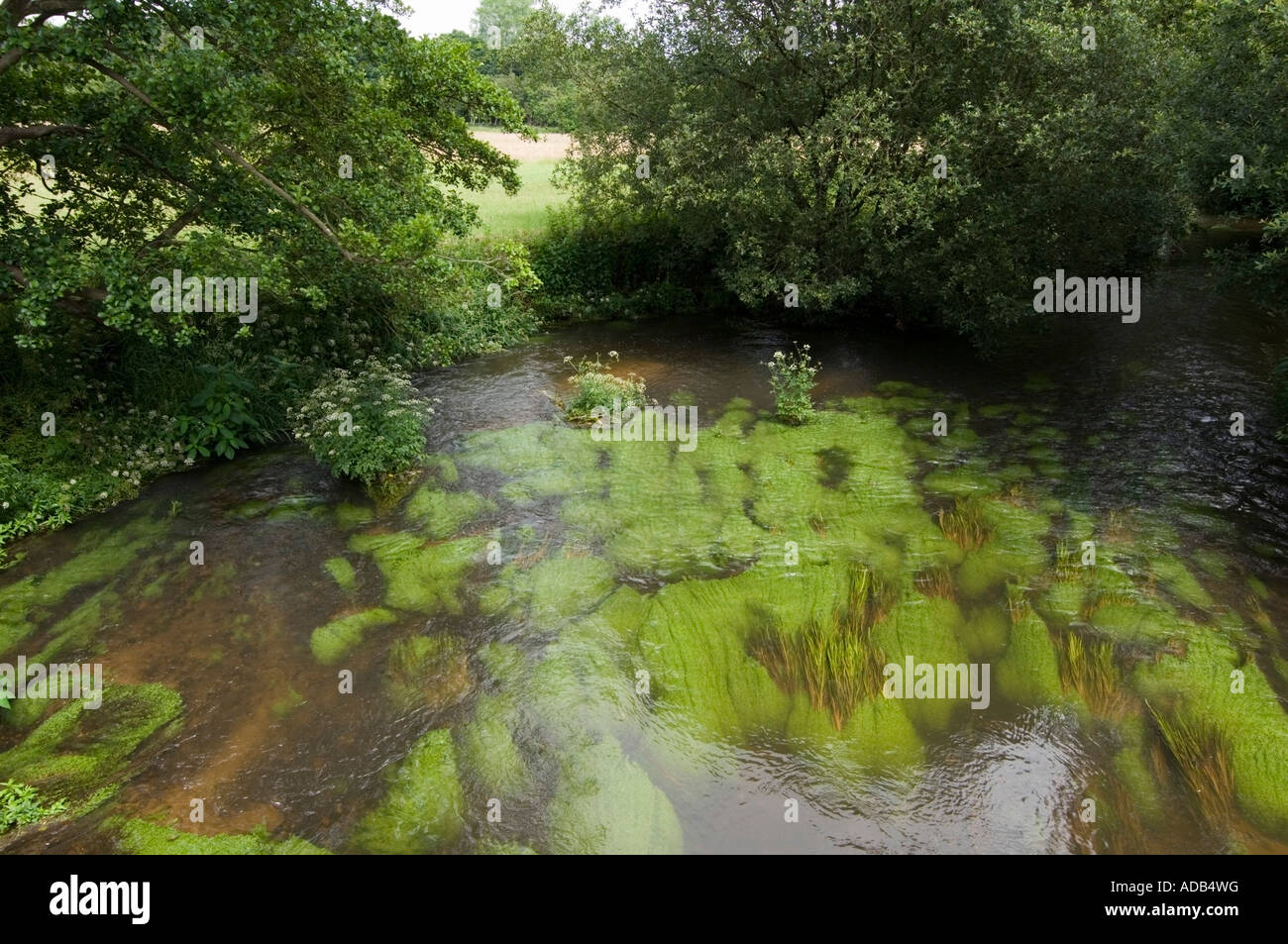 River Wey - Tilford - Surrey - UK Stock Photo - Alamy
