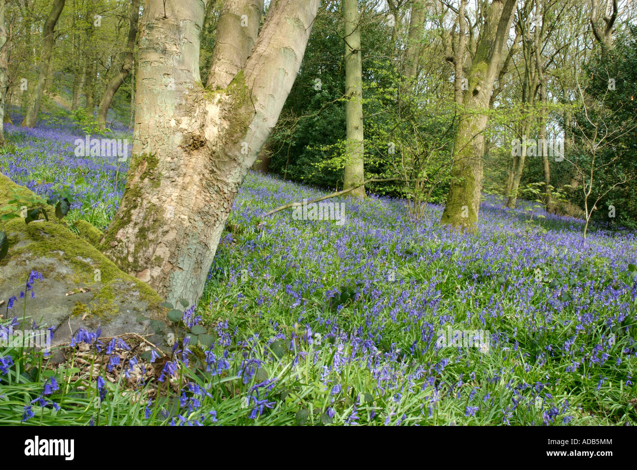 Bluebell wood England Stock Photo - Alamy