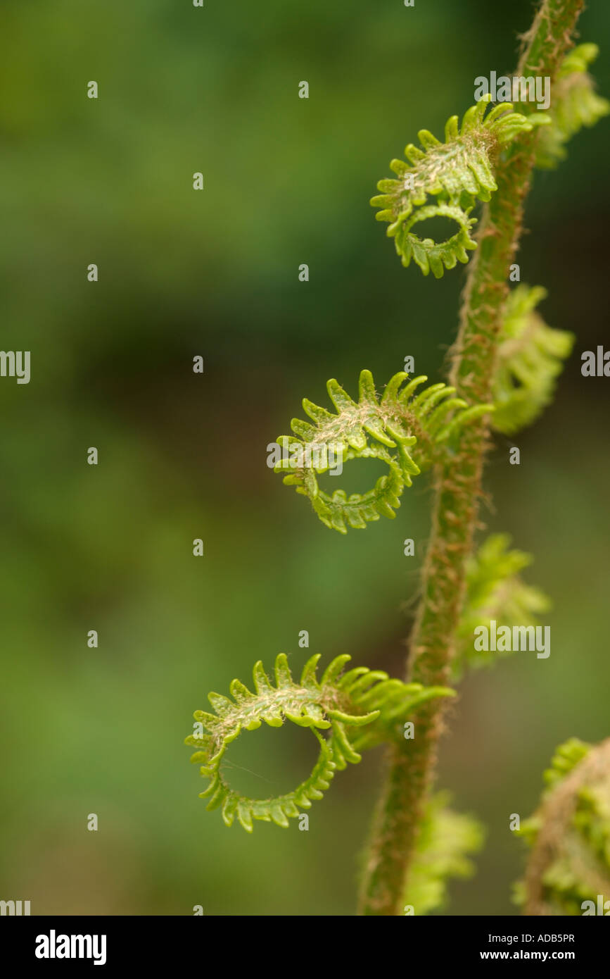 New fern frond Stock Photo - Alamy