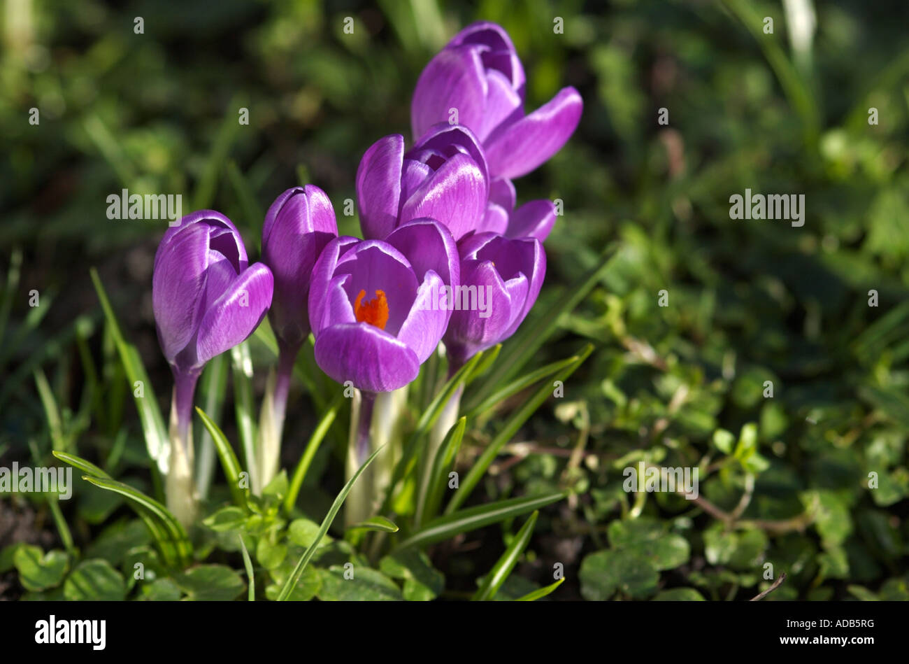 Crocus speciosus bulb hi-res stock photography and images - Alamy