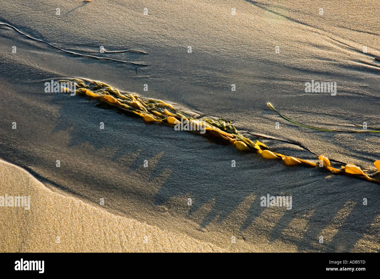 Sand and Seaweed Stock Photo - Alamy